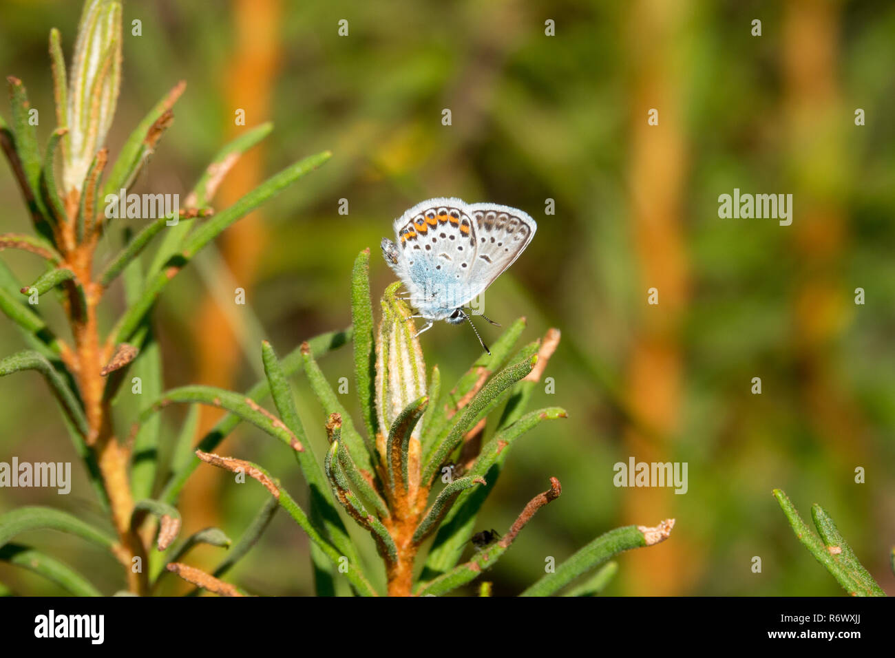 Little blue butterfly Stock Photo - Alamy