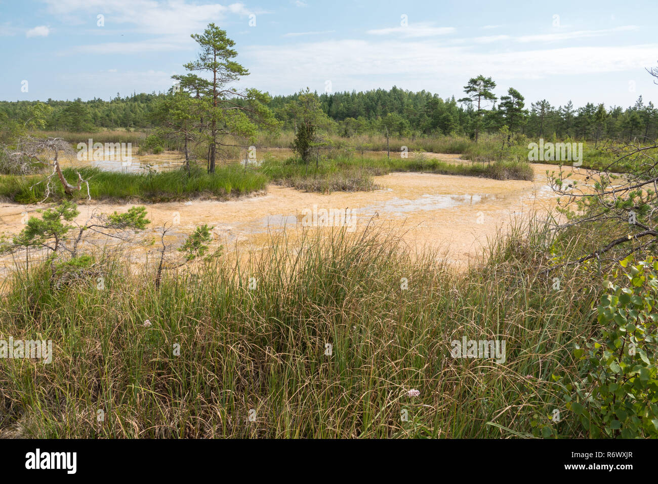 Dried sulfur ponds in swamp Stock Photo - Alamy