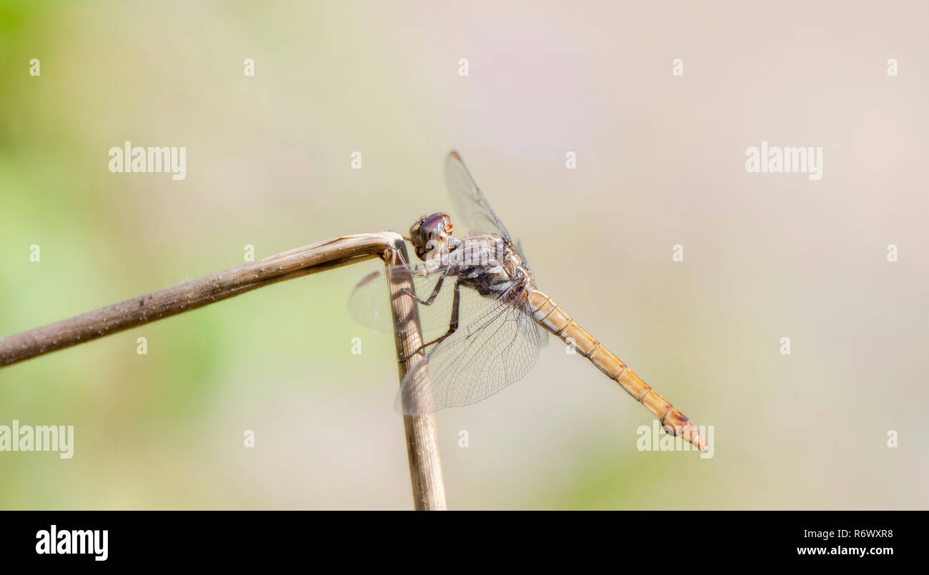 Beautiful & Bright Purple Roseate Skimmer (Orthemis ferruginea) Perched ...