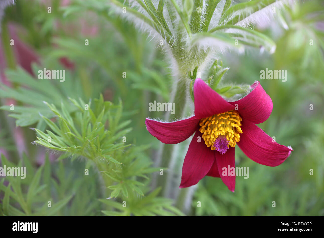 the red-violet flower of the pasque pulsatilla vulgaris Stock Photo - Alamy