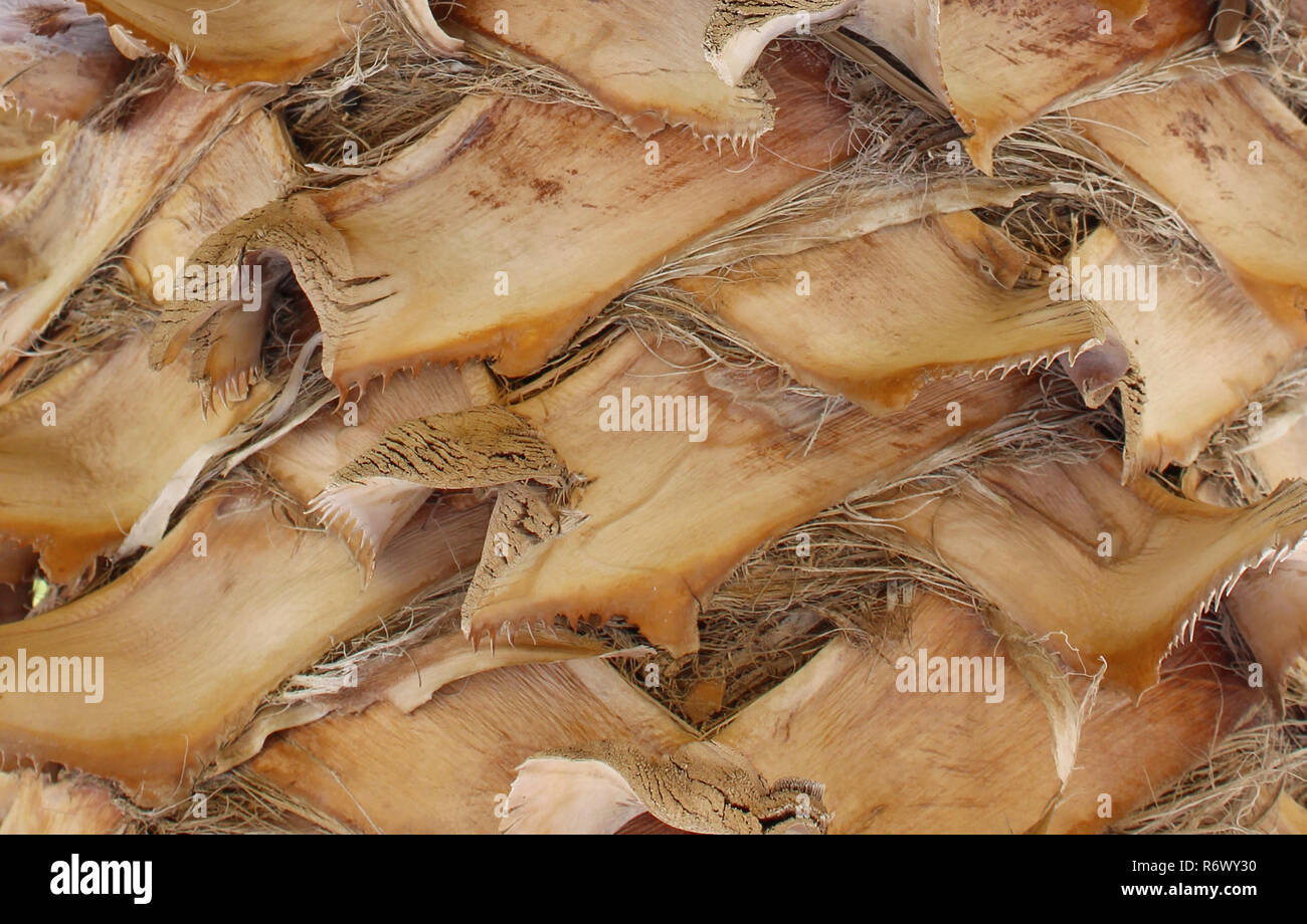 The texture of the palm tree Stock Photo - Alamy