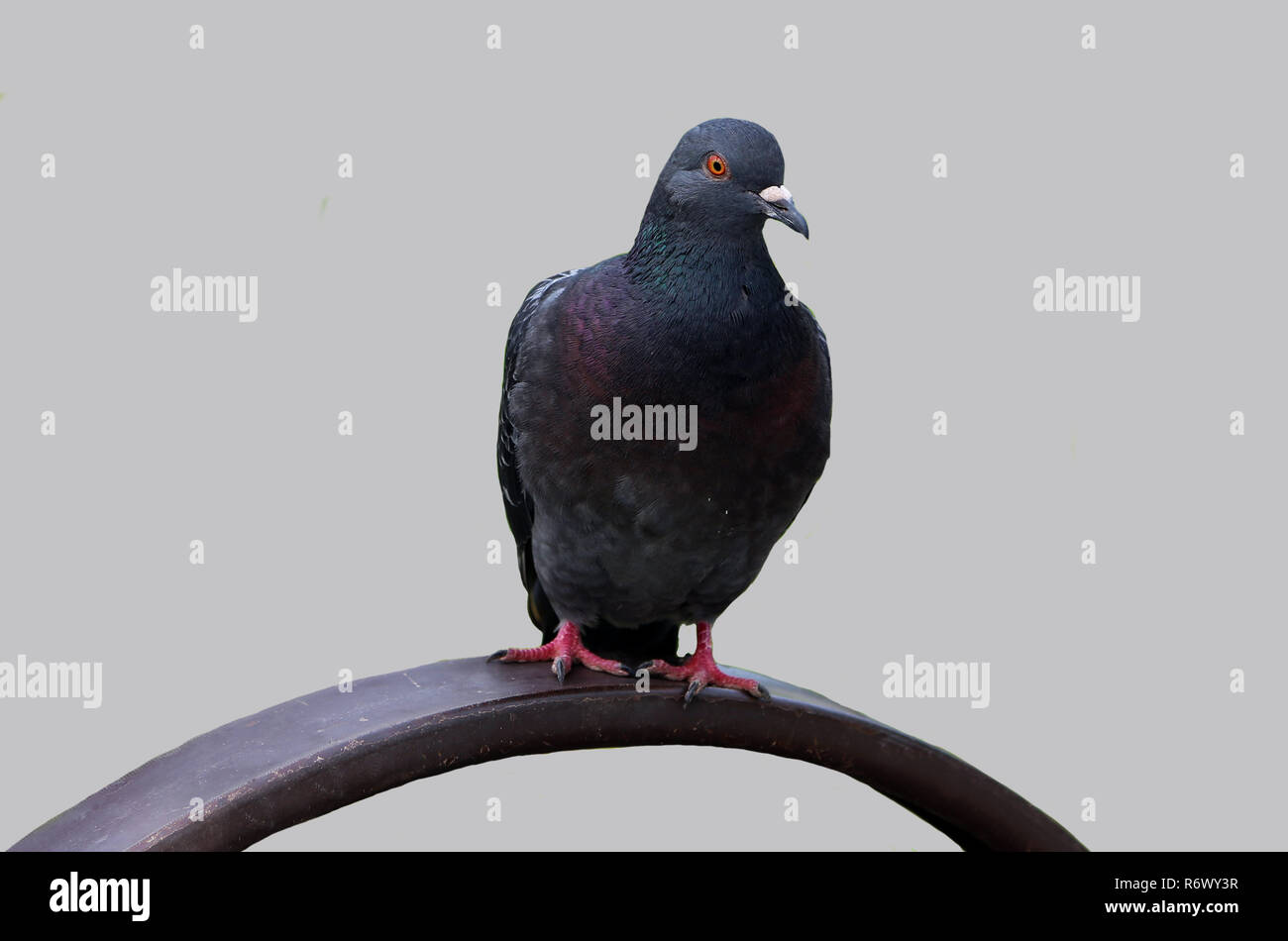 Black dove on an isolated background Stock Photo - Alamy