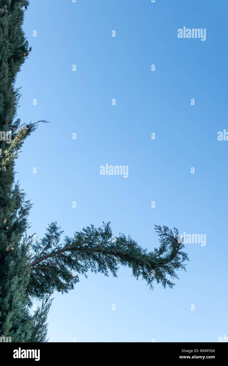 Abstract tree branch Stock Photo - Alamy