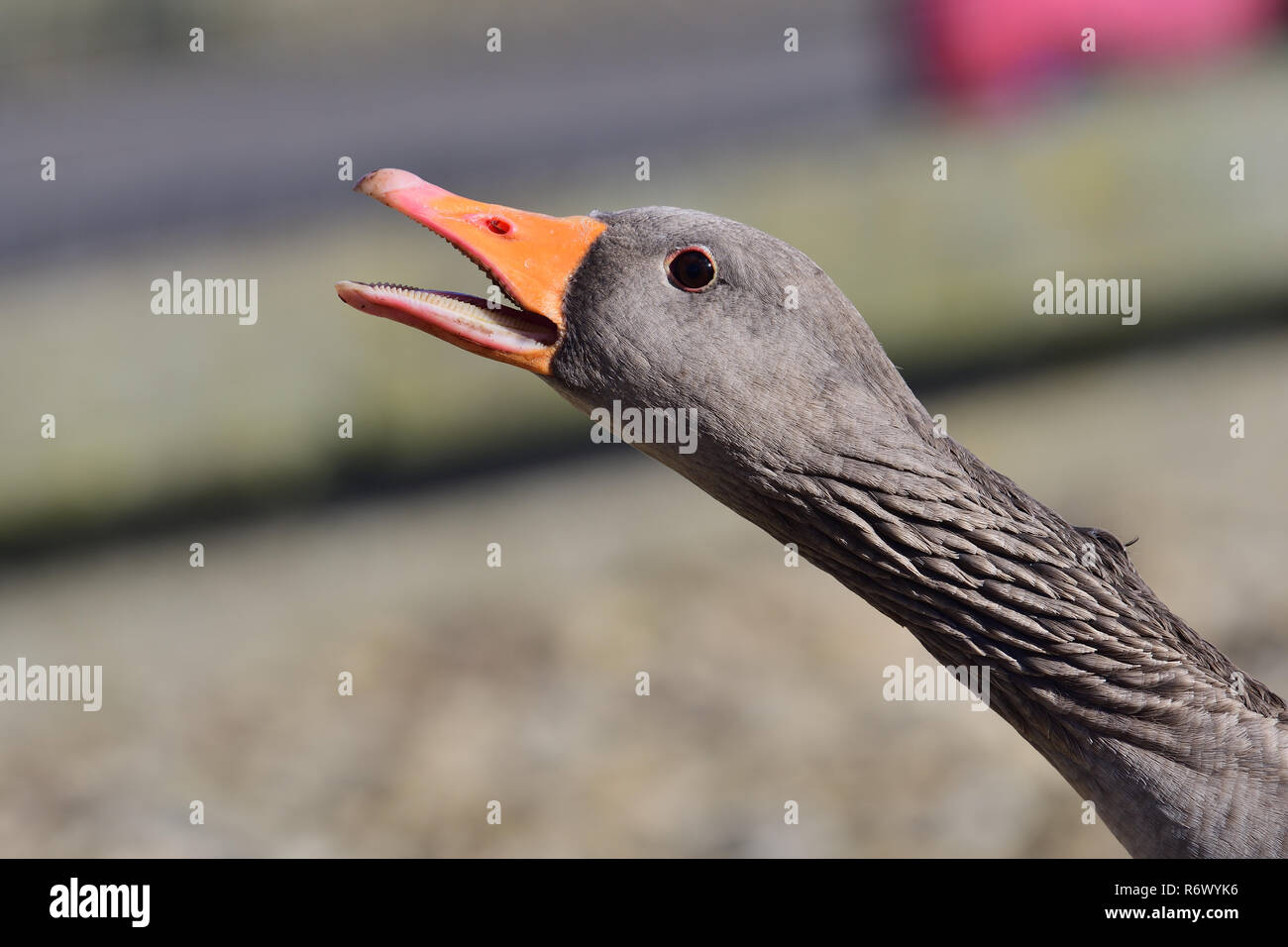 Head shot of a greylag goose (anser anser) hissing Stock Photo - Alamy