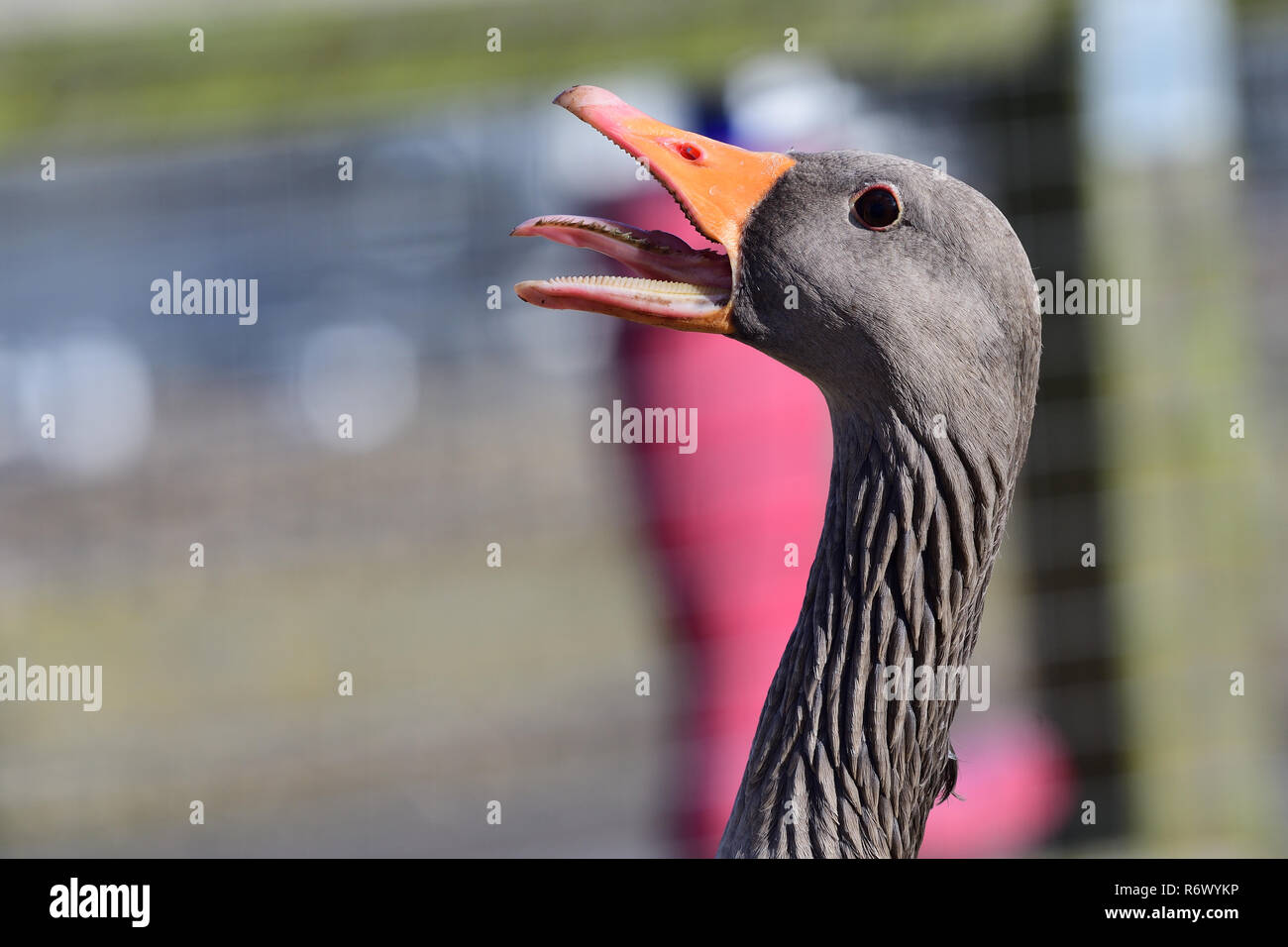 Goose In Mouth High Resolution Stock Photography and Images - Alamy