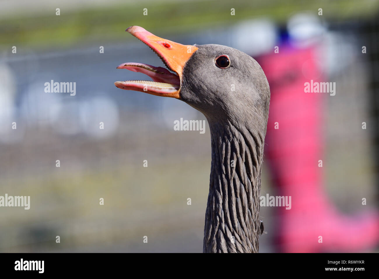Hissing Bird High Resolution Stock Photography and Images - Alamy