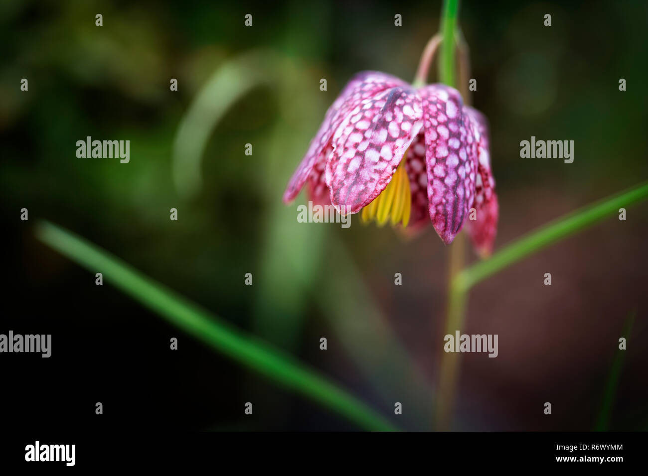 blooming checkerboard flower (fritillaria meleagris) in the garden ...