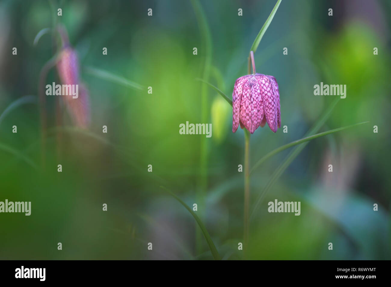 blooming checkerboard flower (fritillaria meleagris) in the garden ...