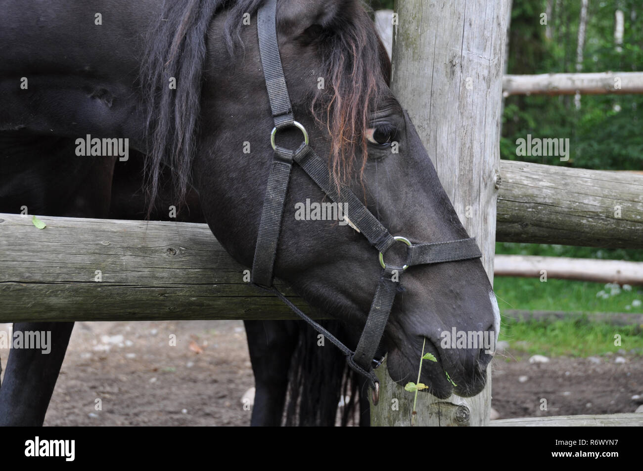 Portrait of a tired horse Stock Photo - Alamy