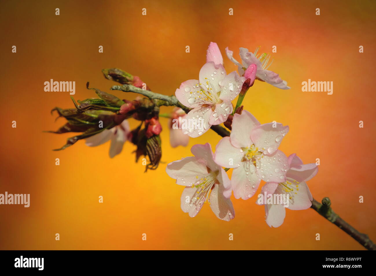 flower magic in spring Stock Photo - Alamy