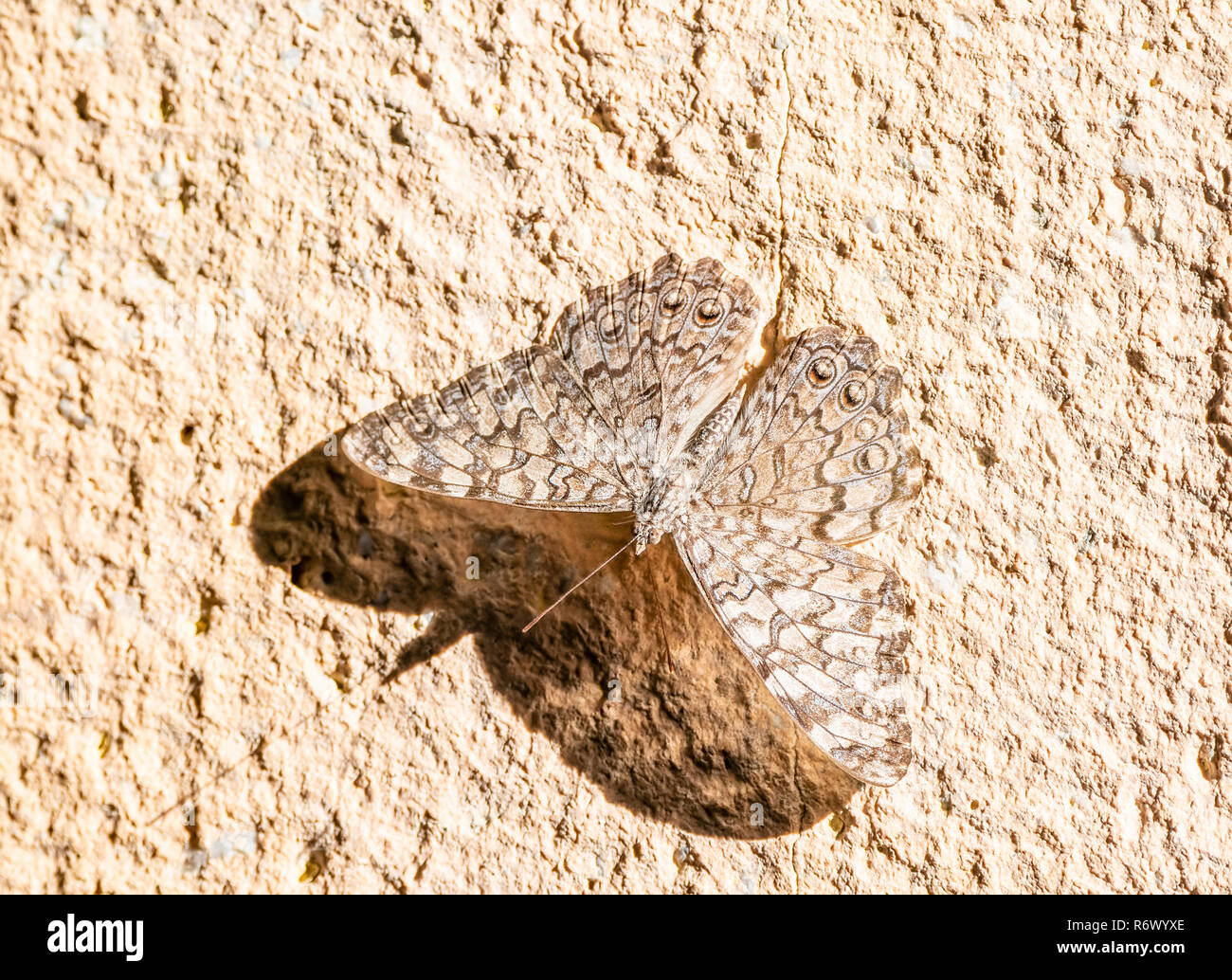 Gray Cracker (Hamadryas februa ferentina) Butterfly Resting on a Stucco ...