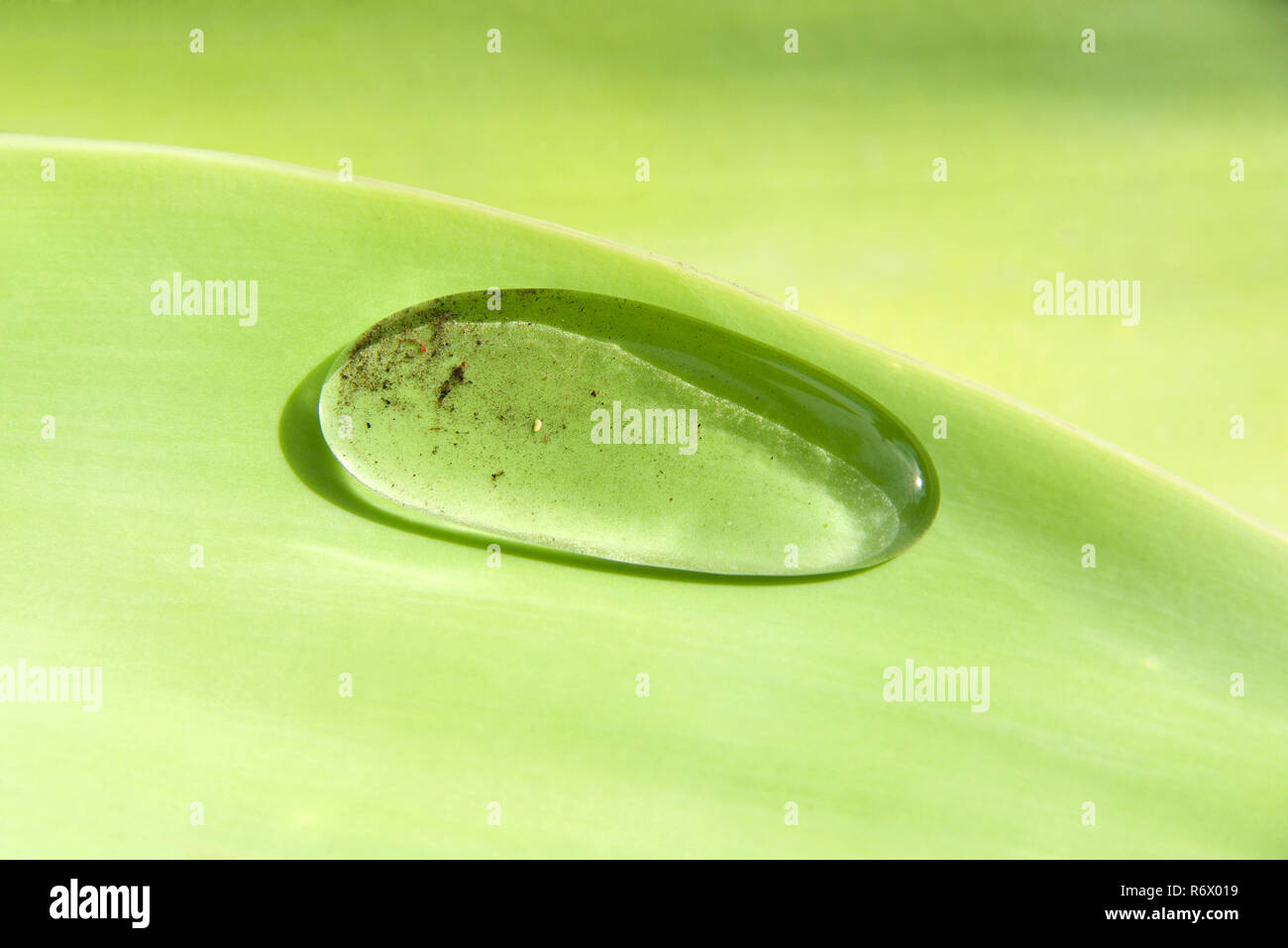 Close up of a water drop on succulent plant with debri inside the water ...