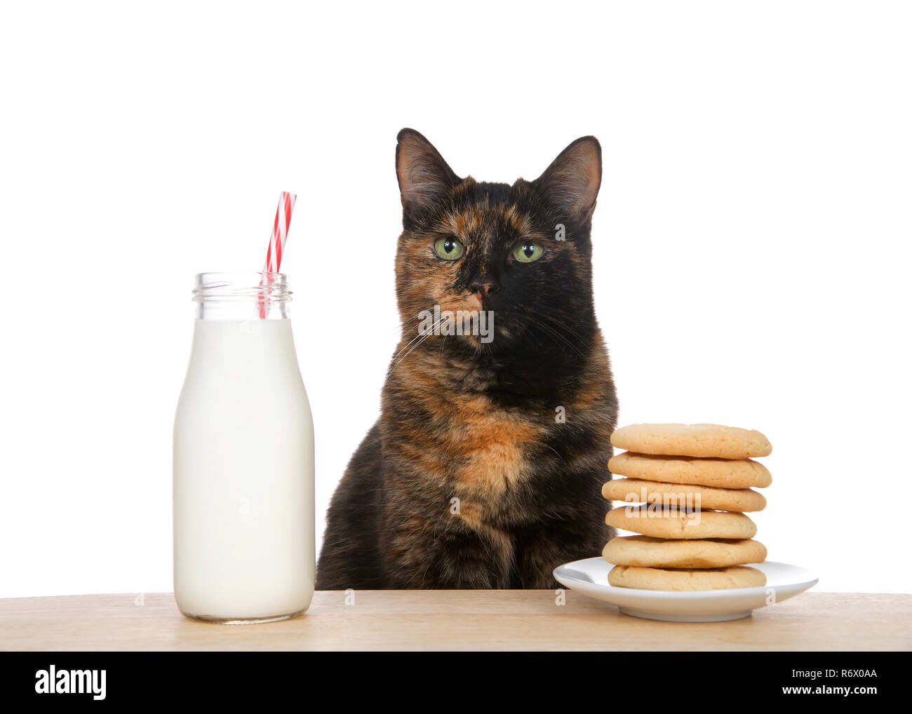Adorable Tortoiseshell tortie tabby cat sitting at a wood table with ...