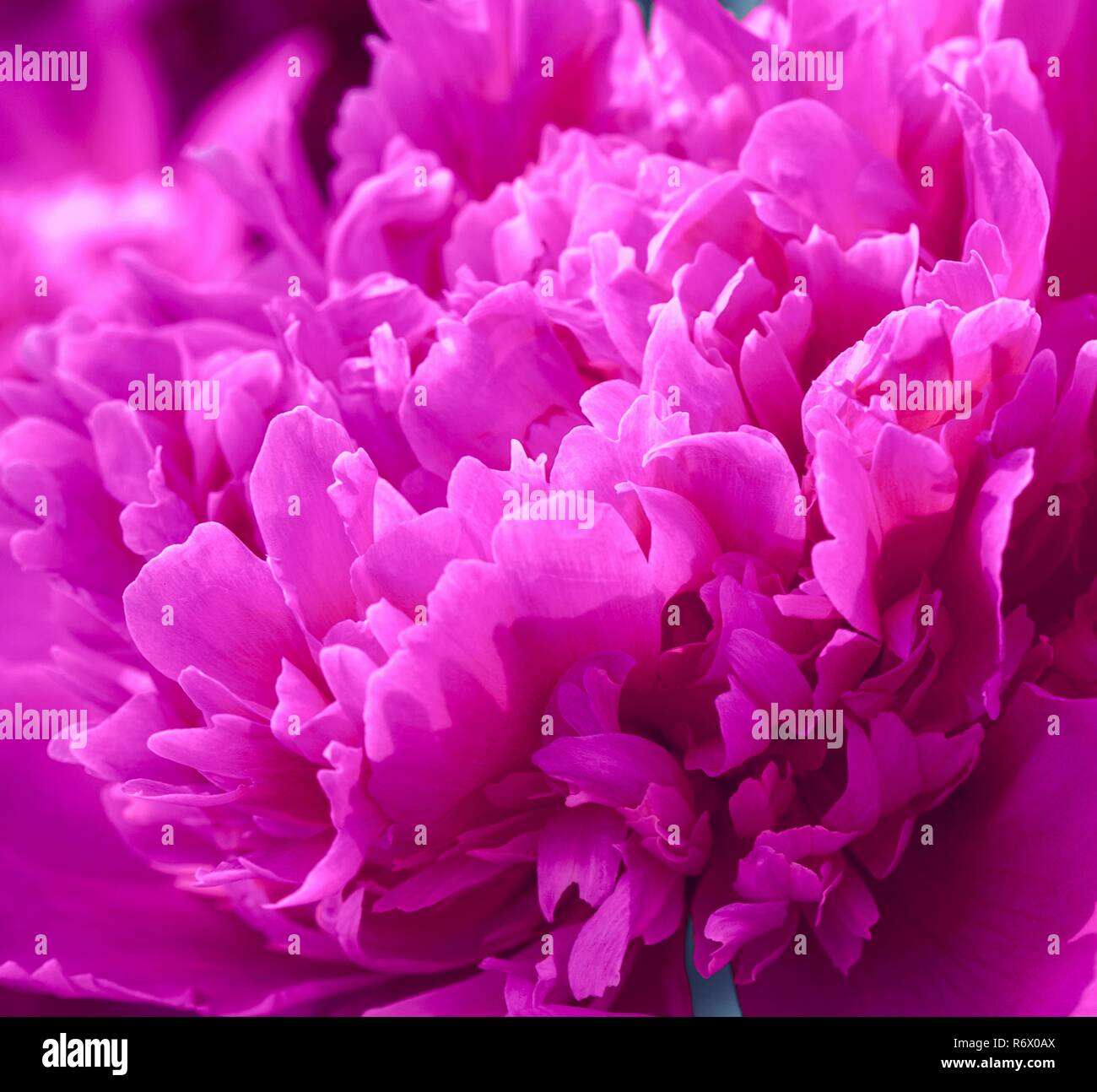 beautiful pink peonies close up Stock Photo - Alamy