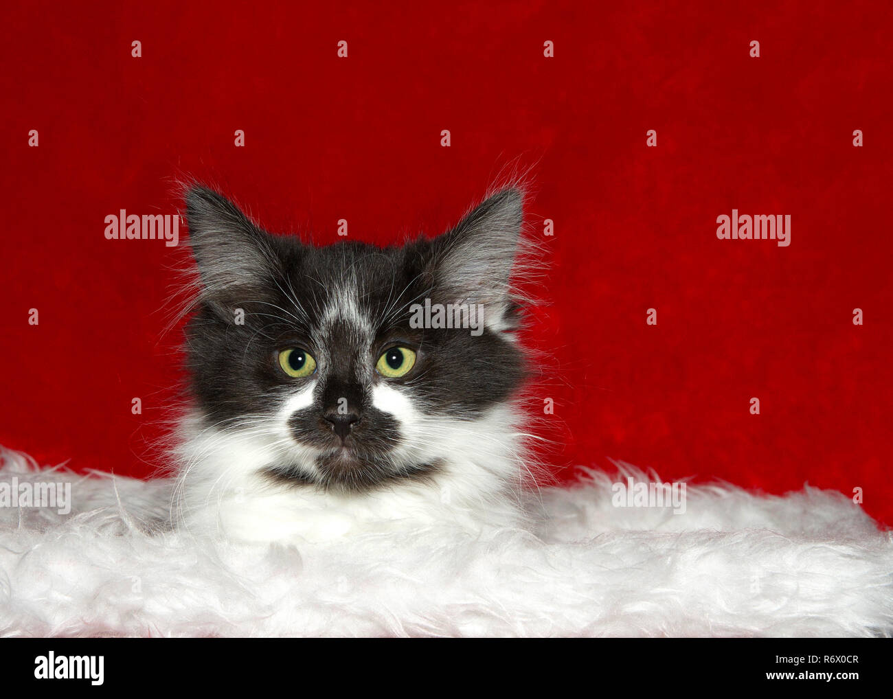 Domestic cat paw over eyes hi-res stock photography and images - Alamy