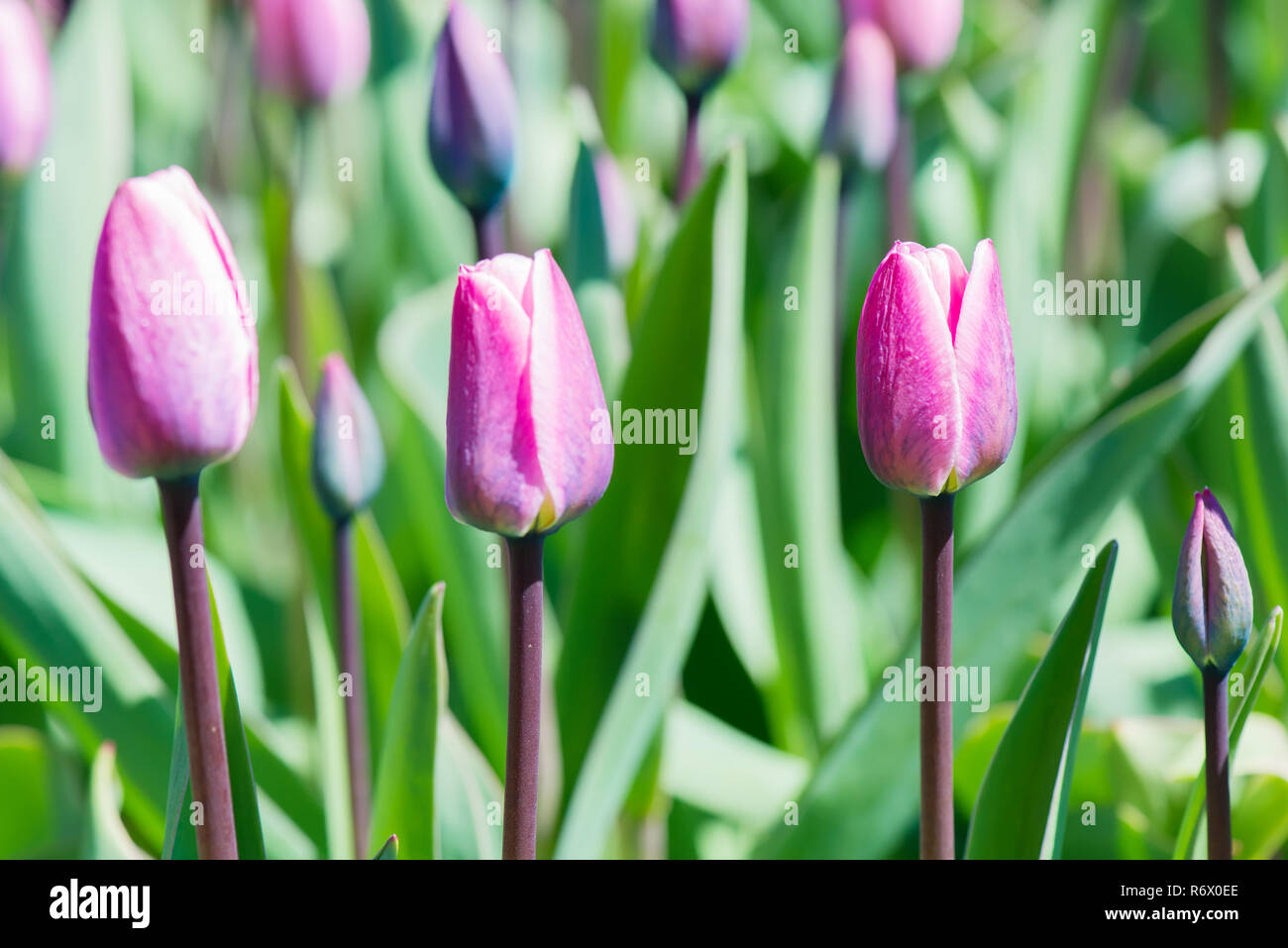 Beautiful Pink Tulips Stock Photo - Alamy