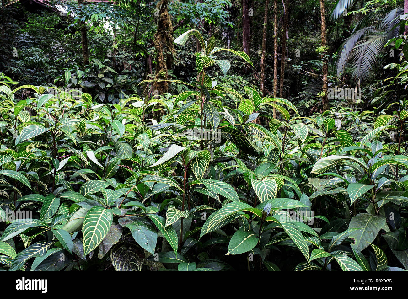 Aphelandra flower hi-res stock photography and images - Alamy