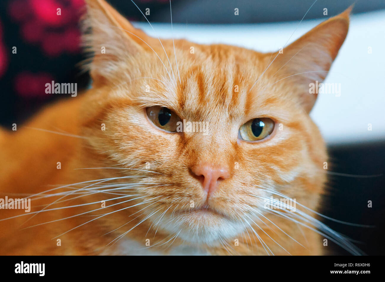 Fat red cat hi-res stock photography and images - Alamy