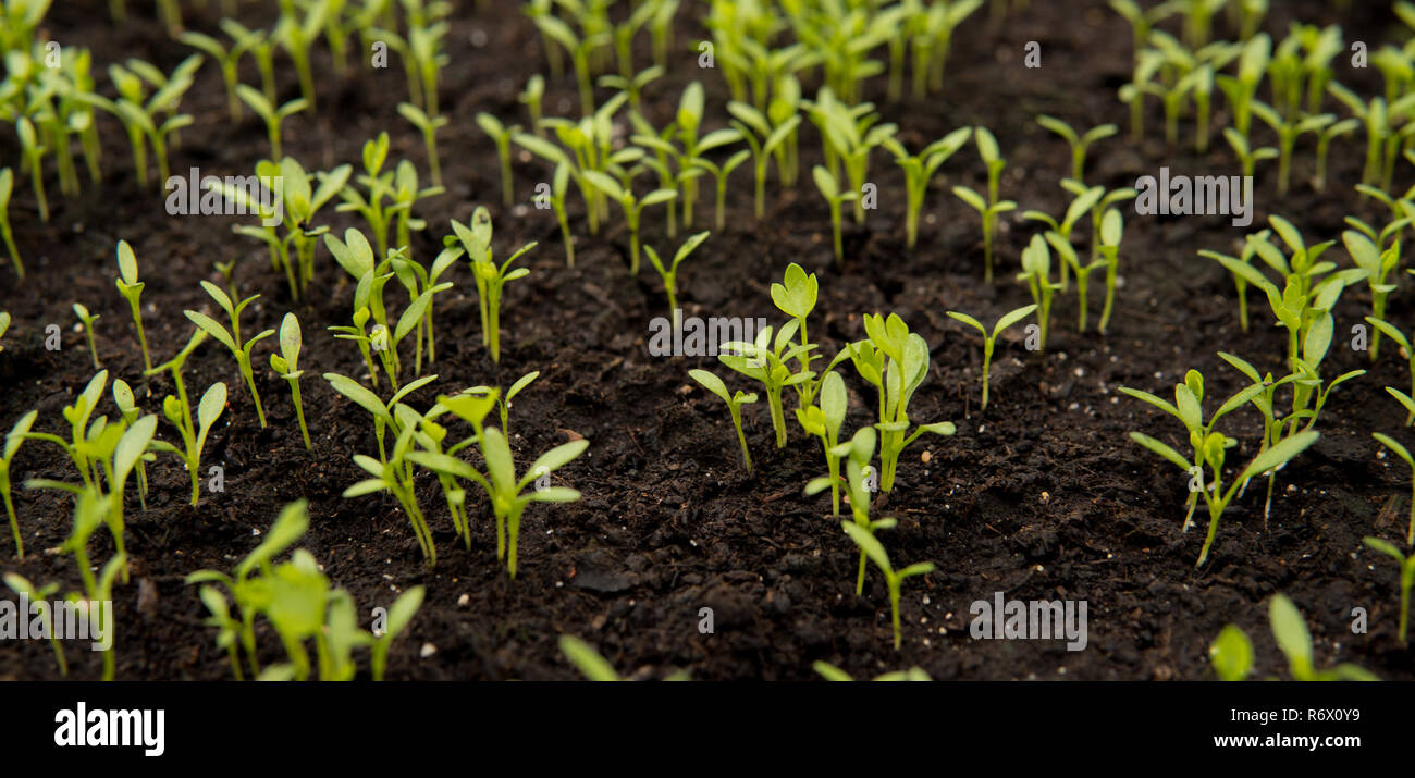 detail of small seedlings Stock Photo - Alamy