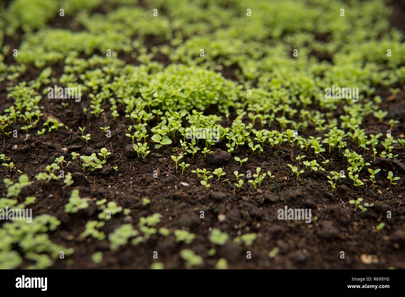 detail of small seedlings Stock Photo - Alamy