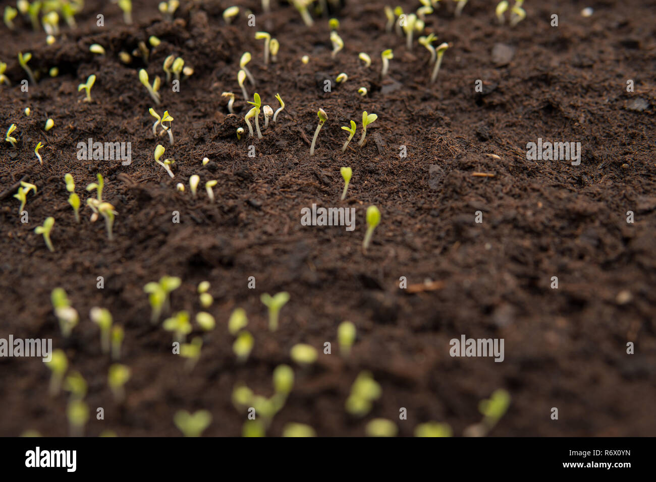 detail of small seedlings Stock Photo - Alamy