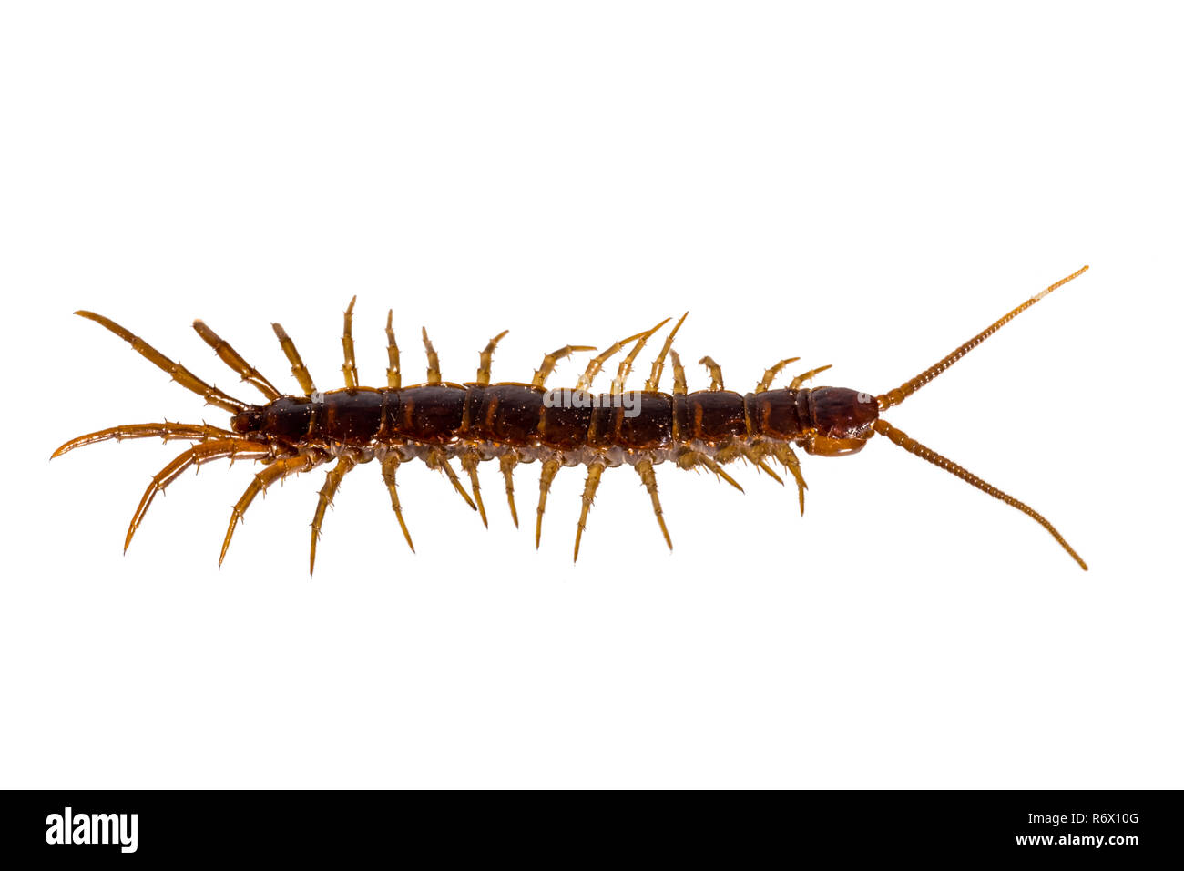 closeup of a red-brown centipede isolated on white Stock Photo - Alamy