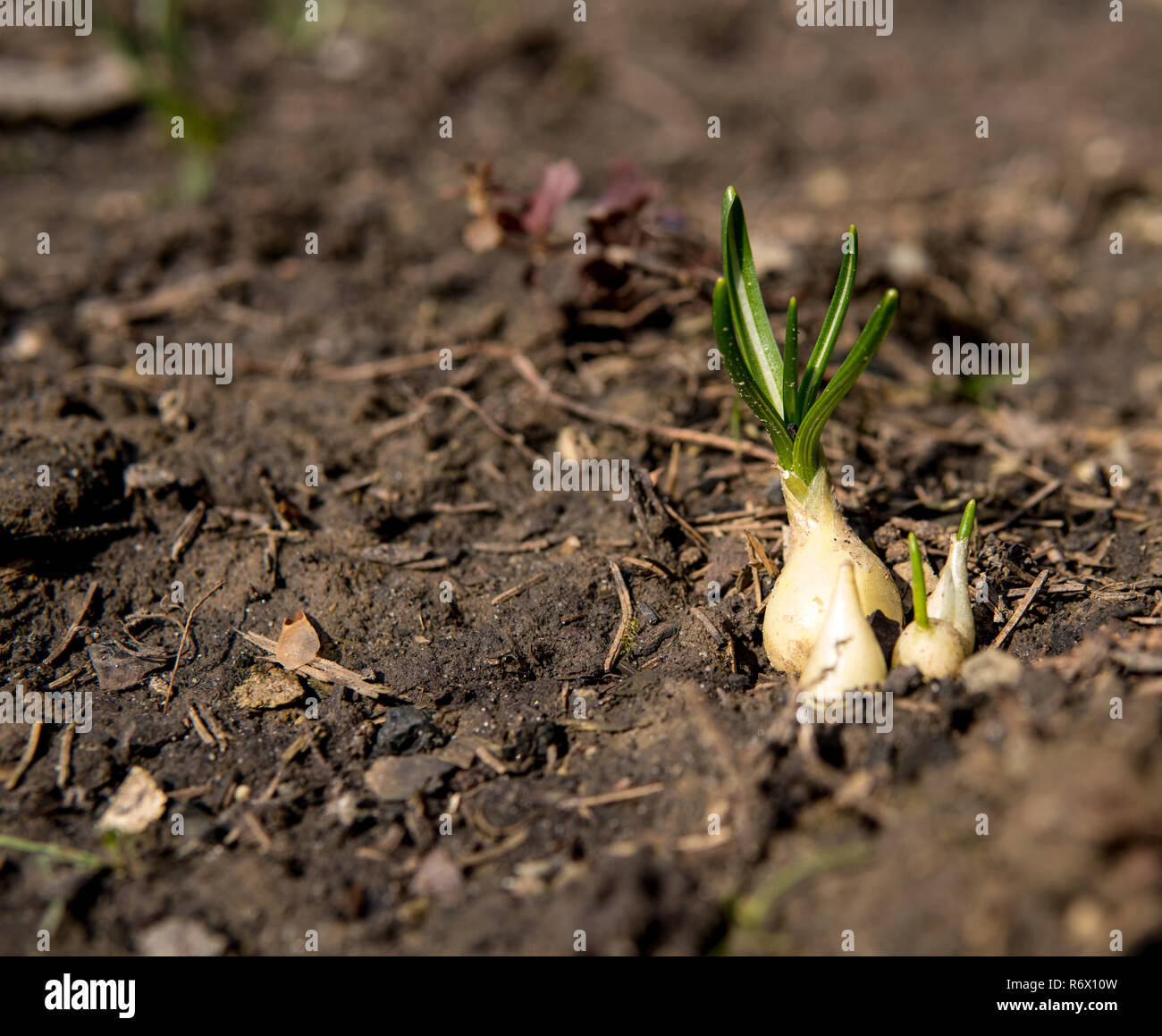 Growing lawn from seed hi-res stock photography and images - Alamy