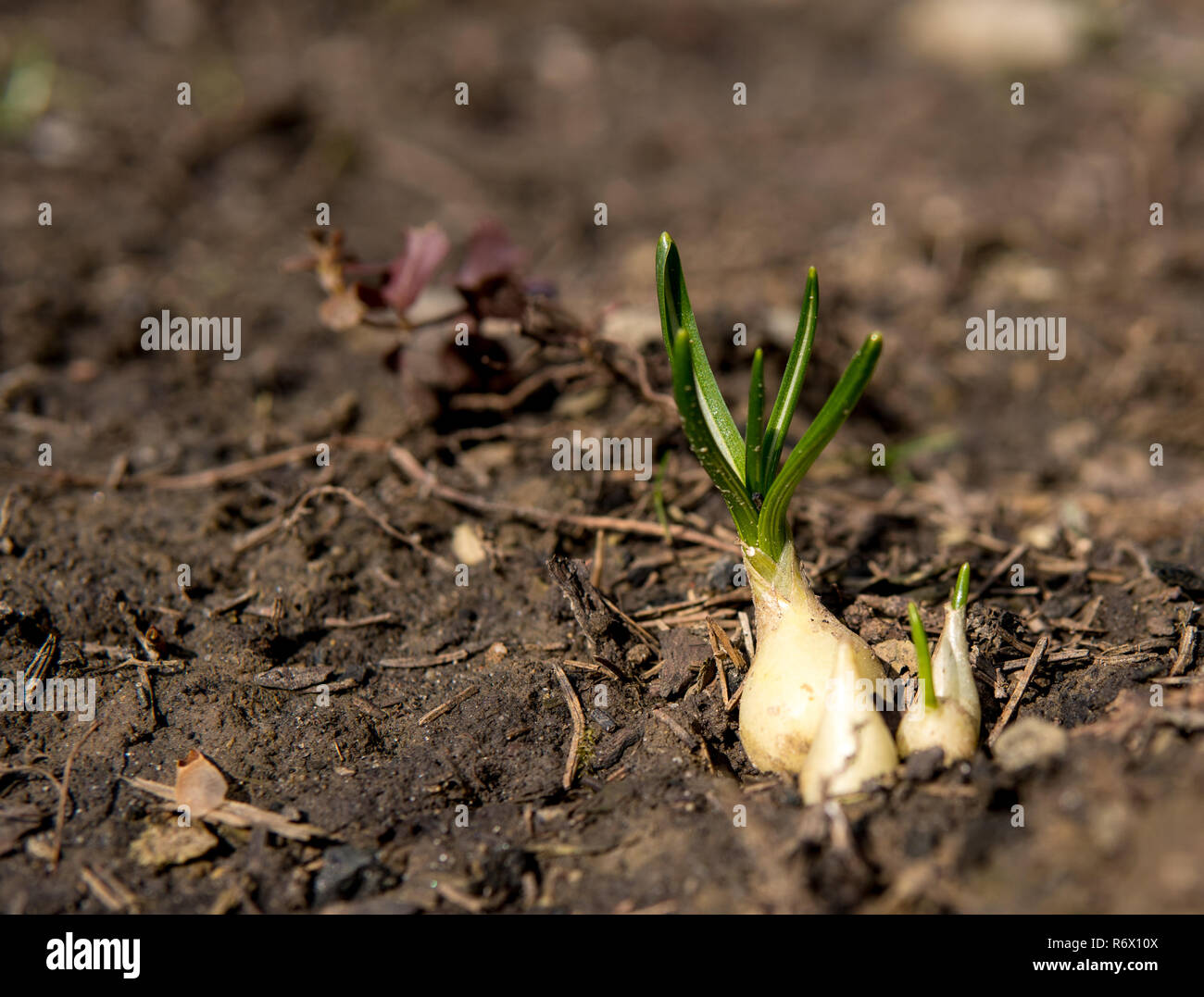 small seedling growing from the ground Stock Photo - Alamy