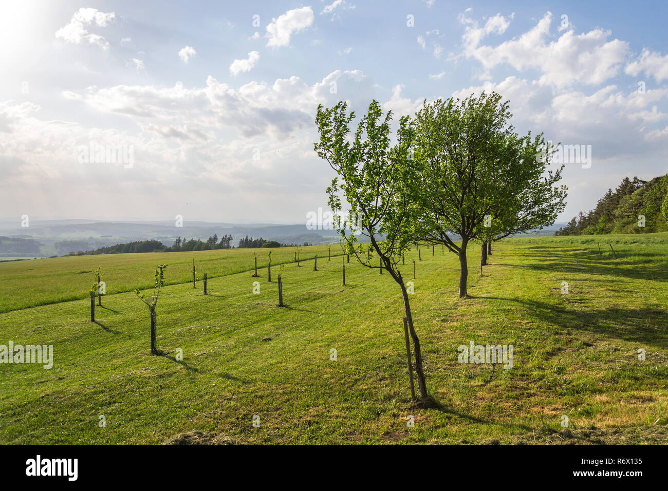 Fruit trees in beautiful green traditional orchard, organic farming ...