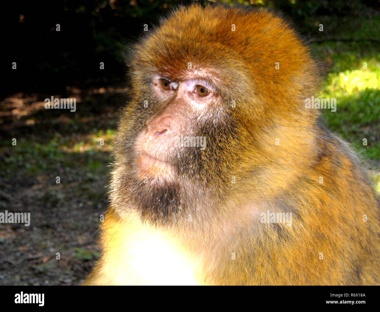 monkey head Stock Photo - Alamy