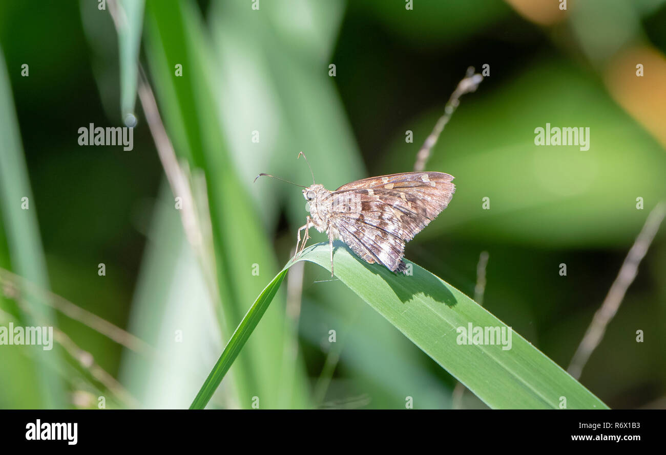 A Small Butterfly Perched on a Blade of Grass in Punta de Mita, Nayarit ...