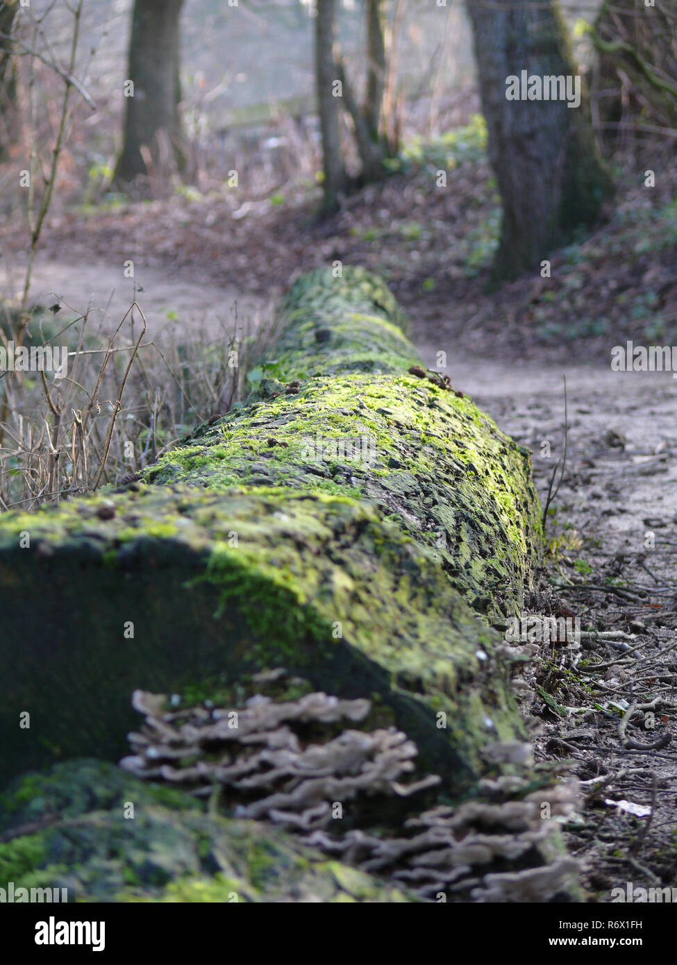 tree trunk as a way limitation Stock Photo - Alamy