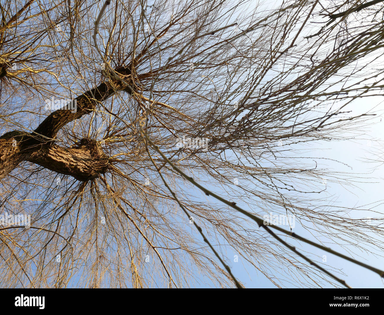 bald weeping willow from below Stock Photo - Alamy