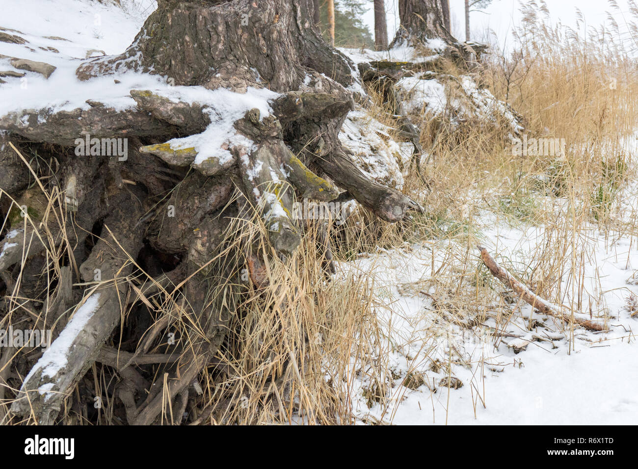 Pine trees with gnarled roots growing on the slope exposed to soil ...