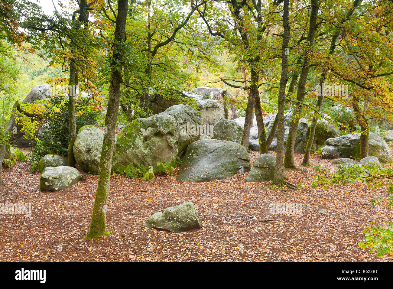 Forest of Fontainebleau, Seine-et-marne, Ile de France, France Stock ...