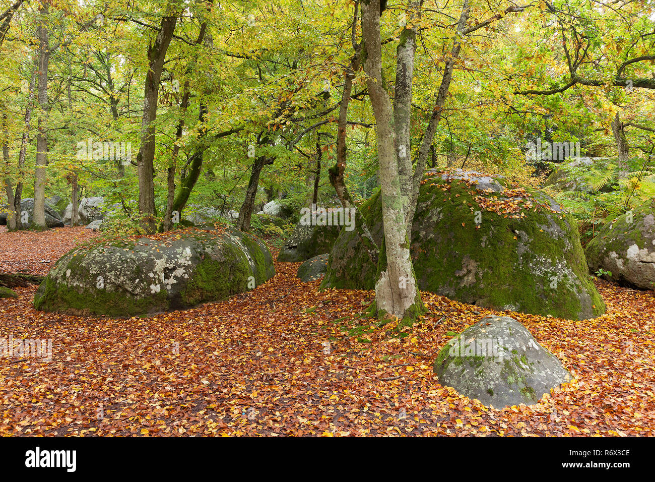 Forest of Fontainebleau, Seine-et-marne, Ile de France, France Stock ...
