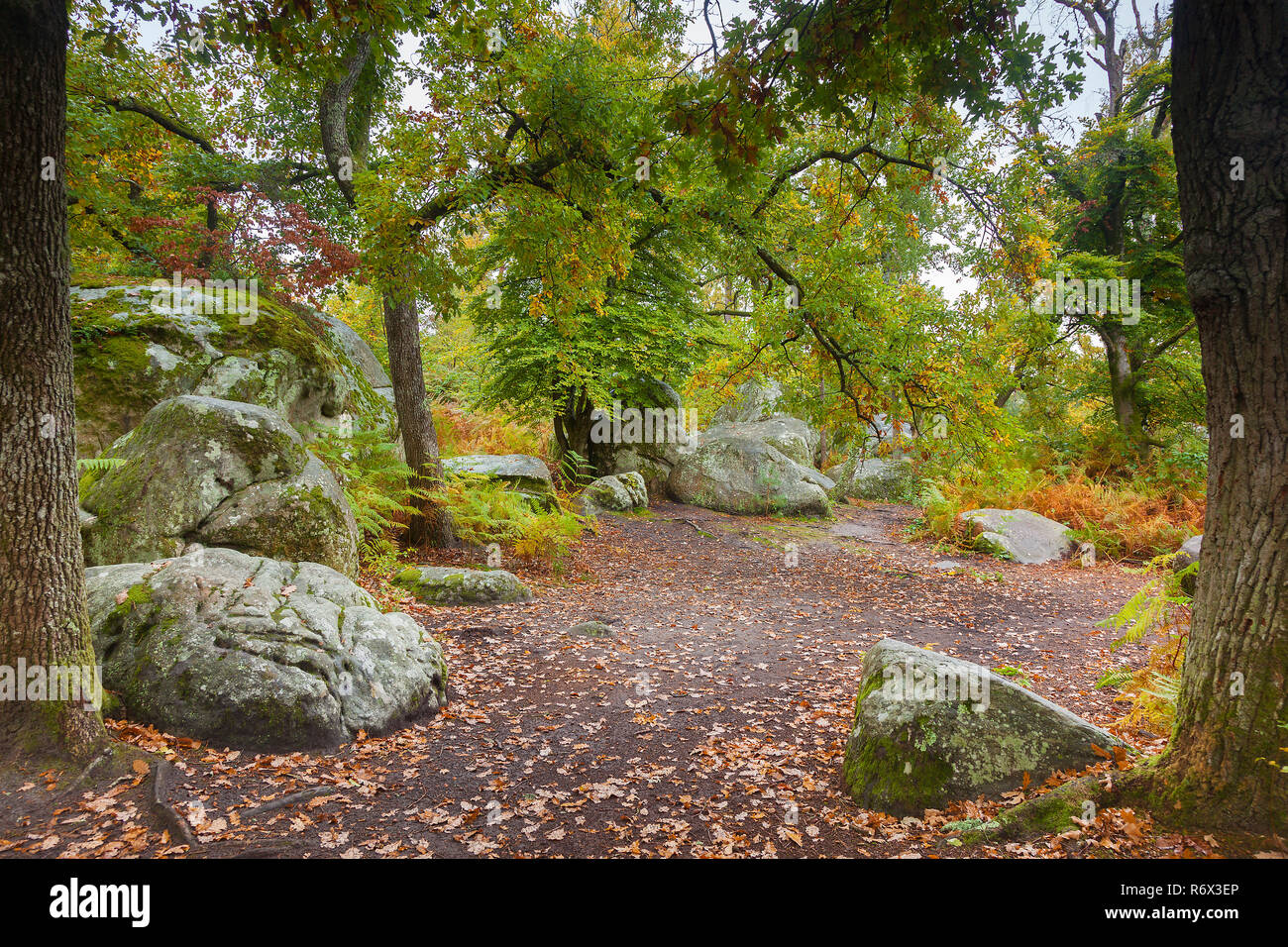 Forest of Fontainebleau, Seine-et-marne, Ile de France, France Stock ...