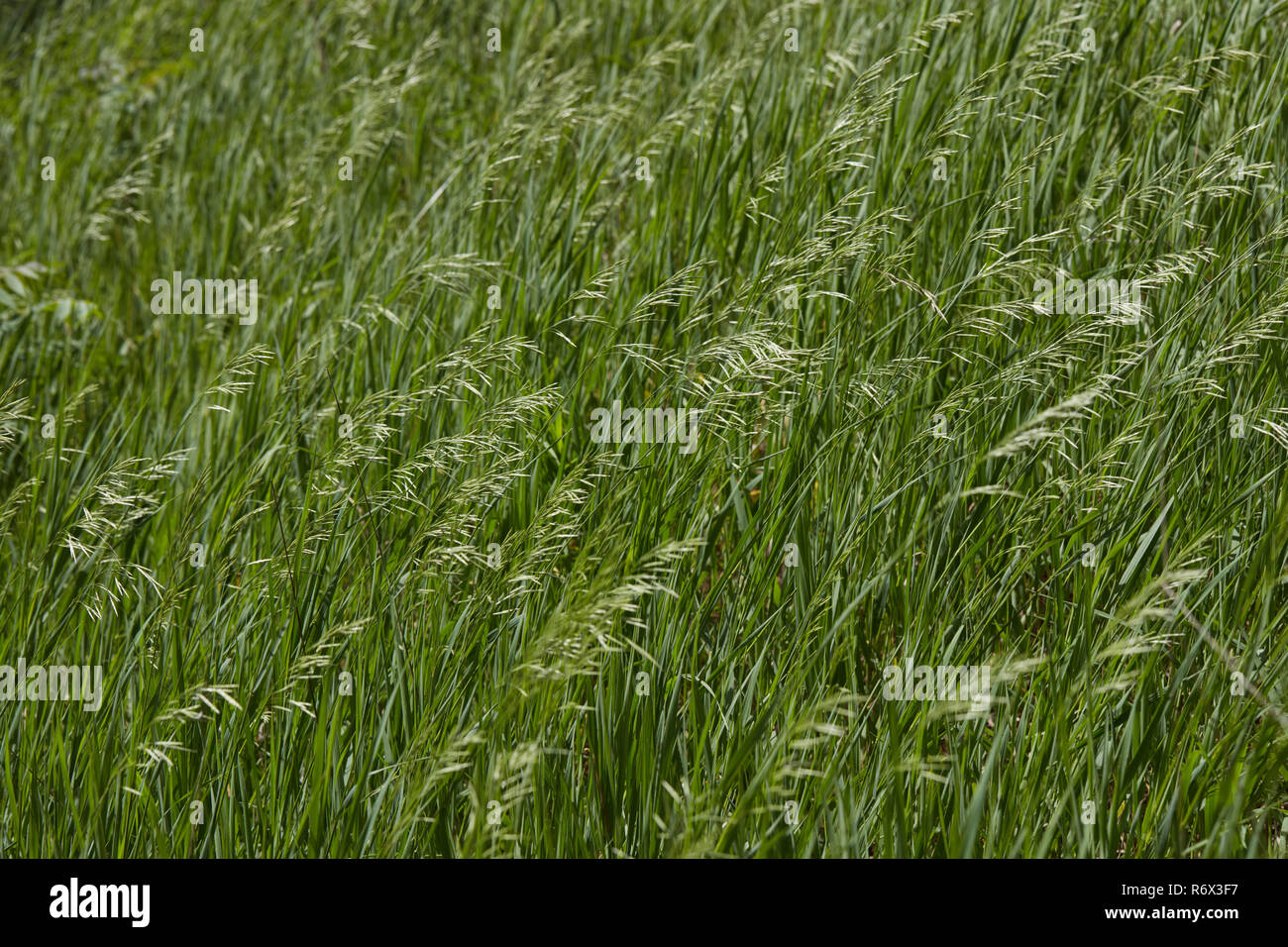 Outdoor field hi-res stock photography and images - Alamy
