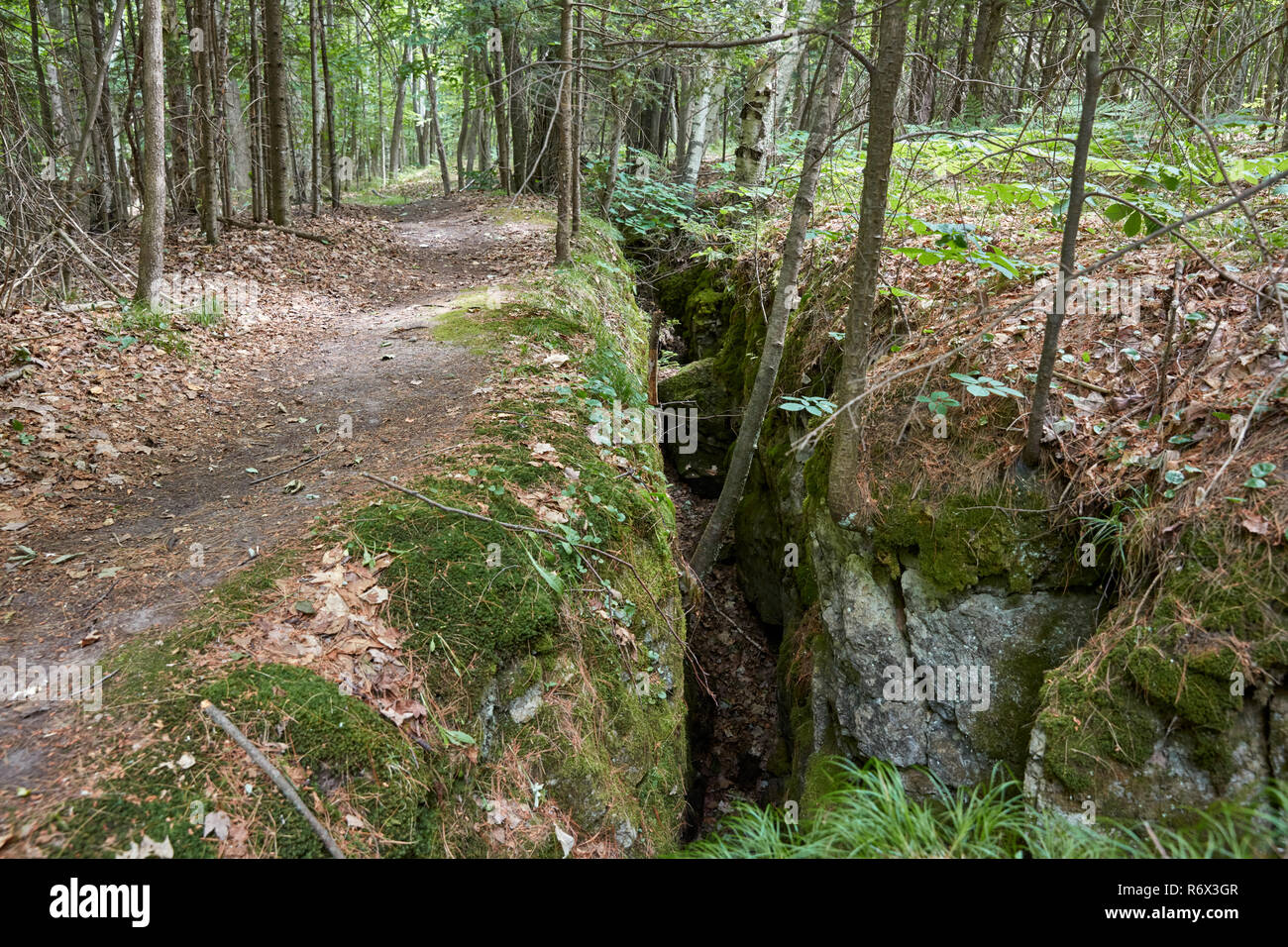 A large crevice in a forest caused by the collapse of a nearby sinkhole ...