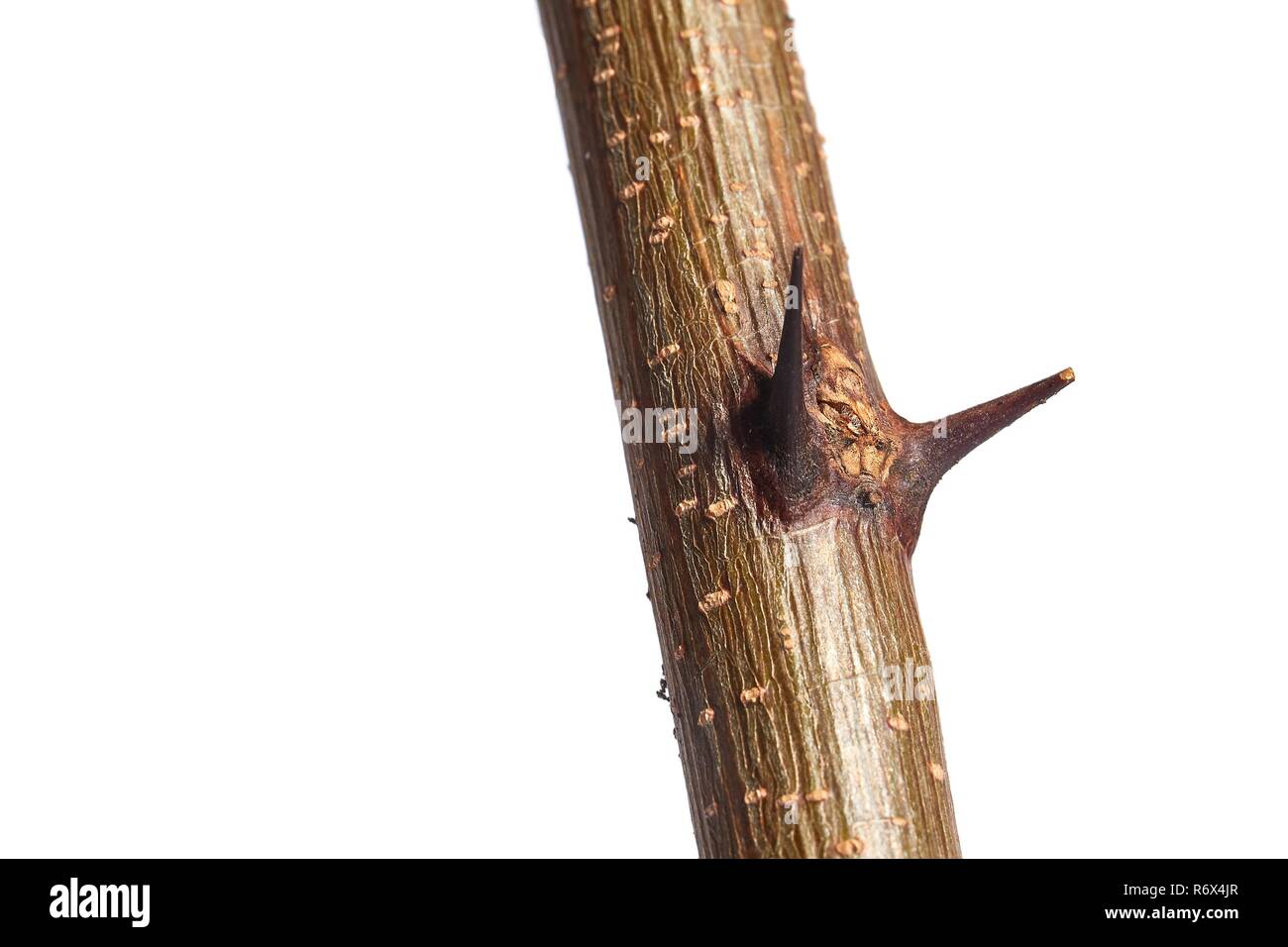 Dead thorns isolated hi-res stock photography and images - Alamy