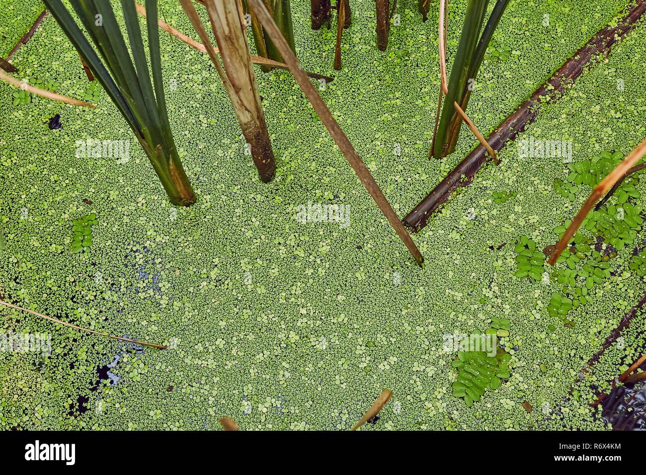 Swamp aquatic plant fresh hi-res stock photography and images - Alamy