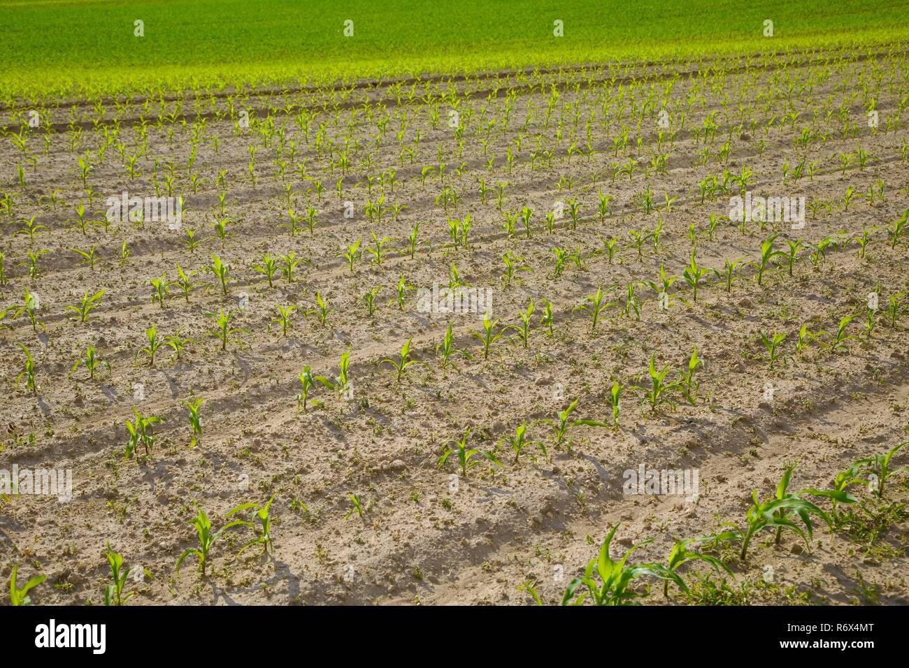 Agricultural field with plants Stock Photo - Alamy