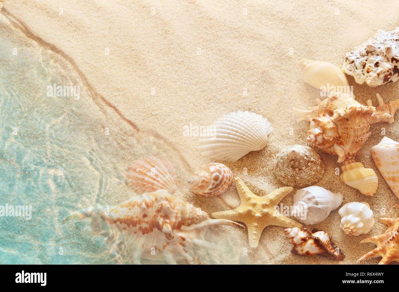 Starfish And Seashells On The Beach