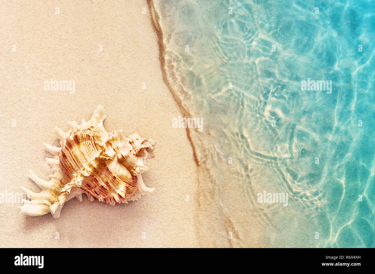 Seashell summer hi-res stock photography and images - Alamy