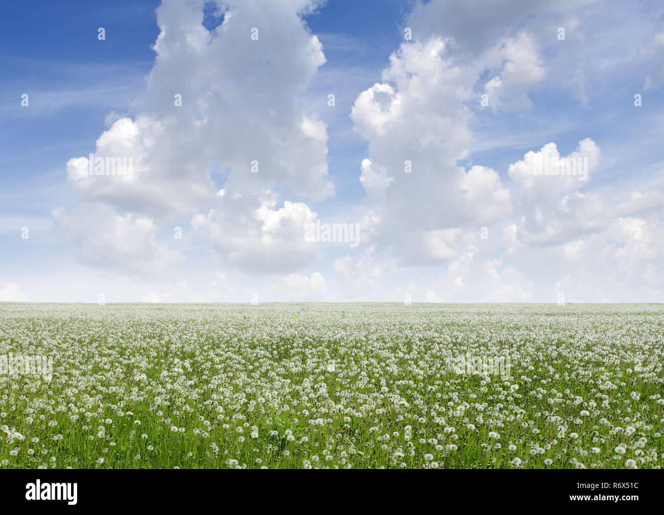 Field of dandelions faded Stock Photo - Alamy