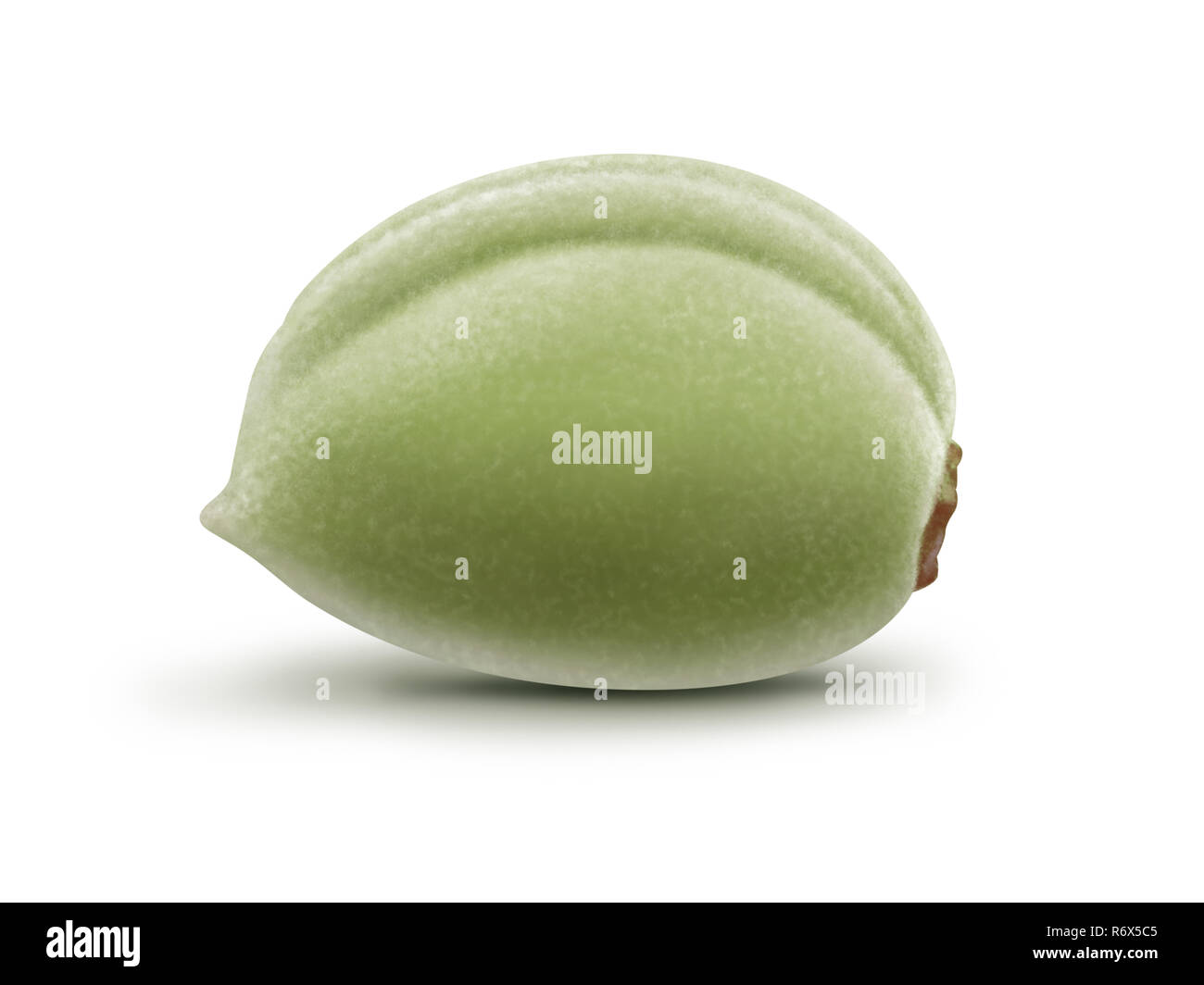 Green Almond isolated on white background. Digital painting ...