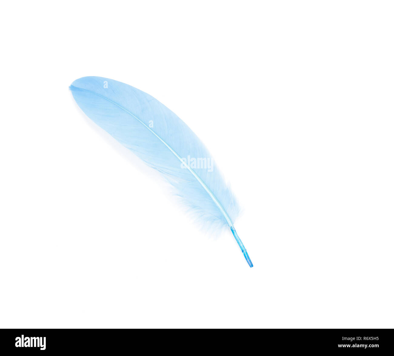 Baby blue feather Stock Photo - Alamy