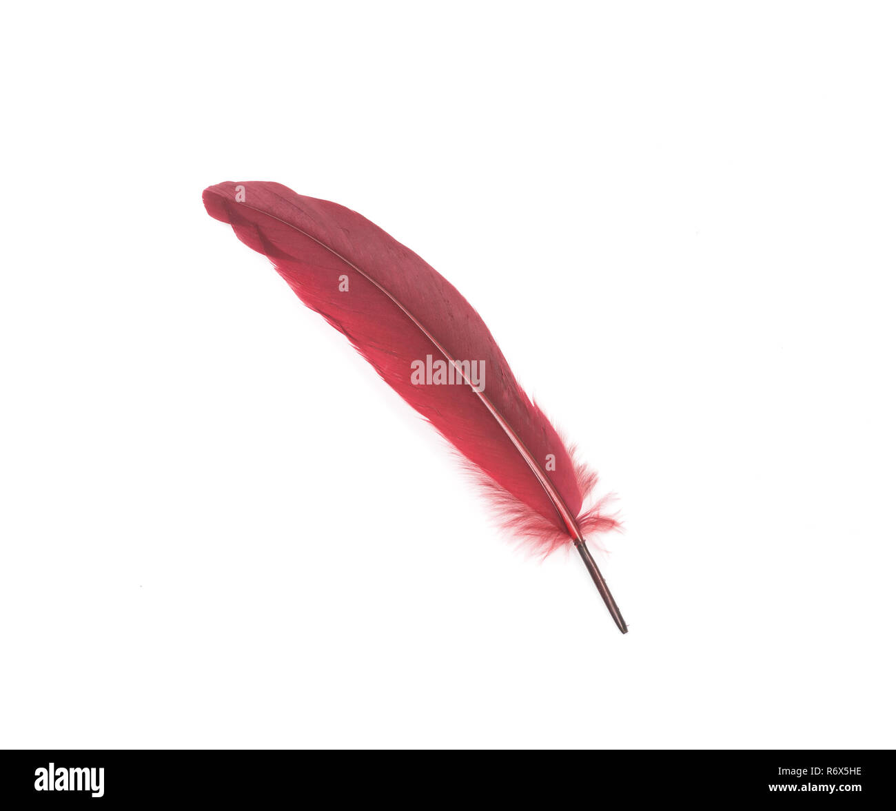 Burgundy red feather Stock Photo - Alamy