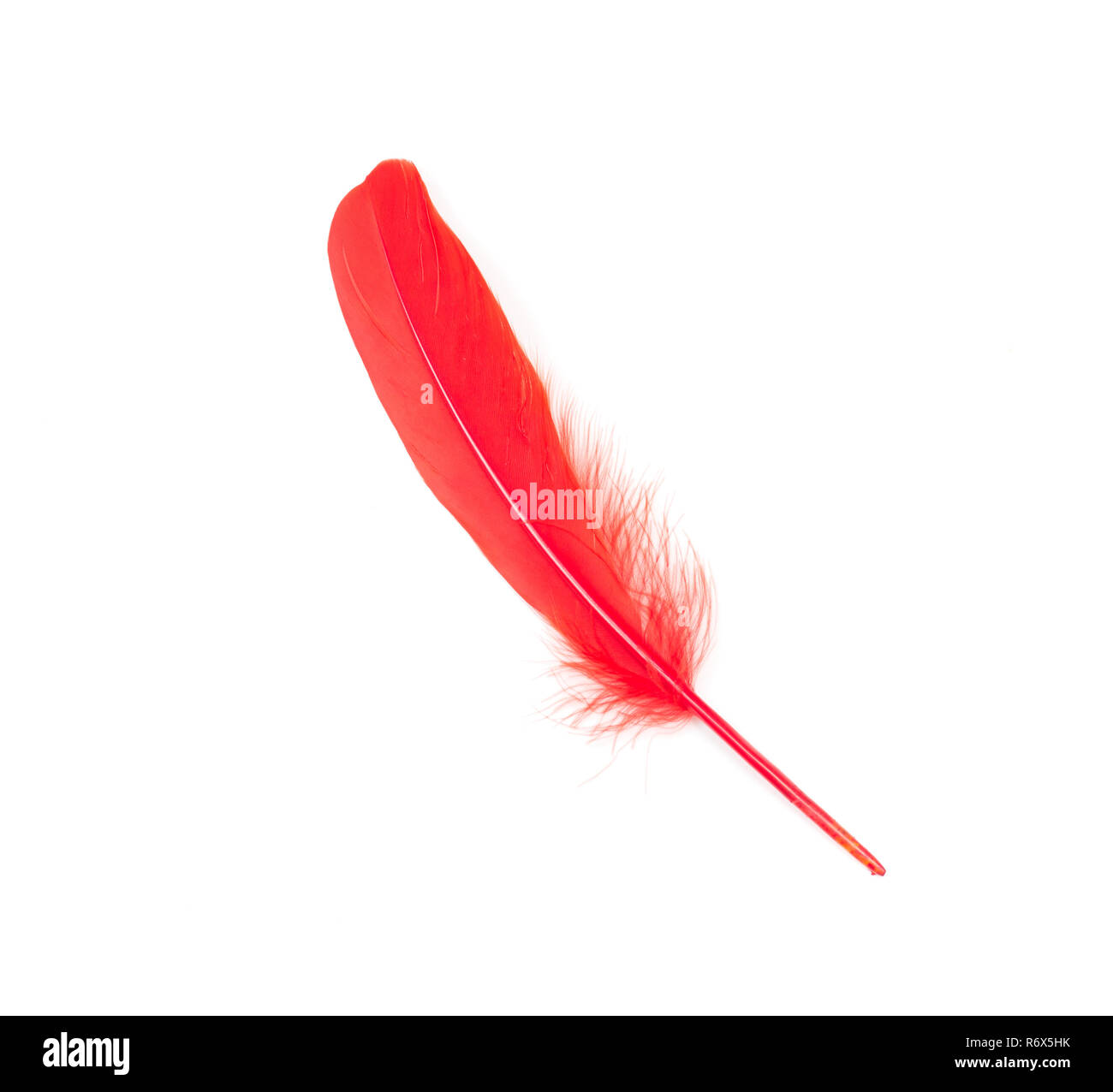 Wild chilli bird hi-res stock photography and images - Alamy