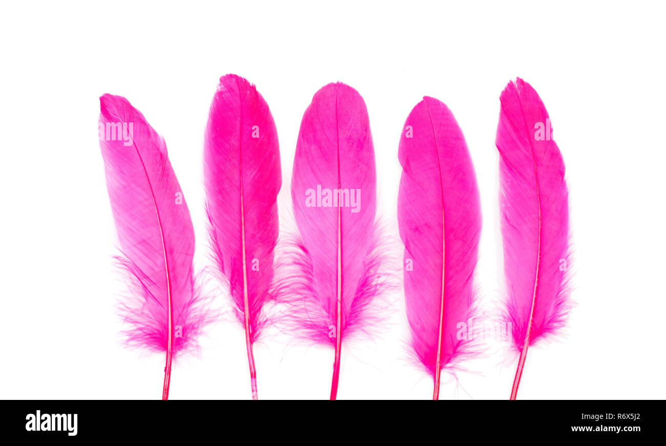 Dark tail feathers hi-res stock photography and images - Alamy